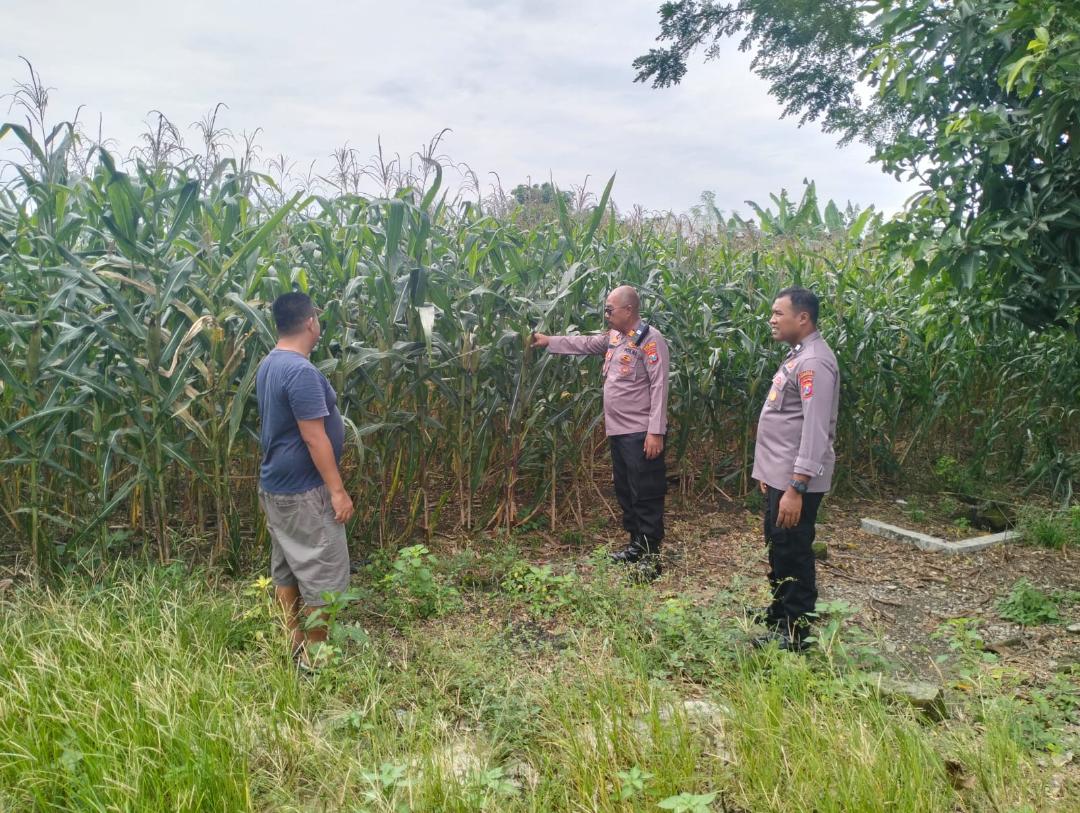 Dukung Ketahanan Pangan Nasional, Kapolsek Kemlagi di Mojokerto Turun ...